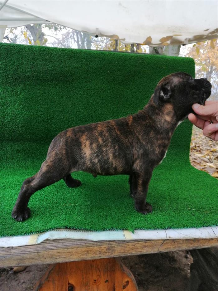 STAFFORDSHIRE BULL TERRIER CUCCIOLI MASCHI