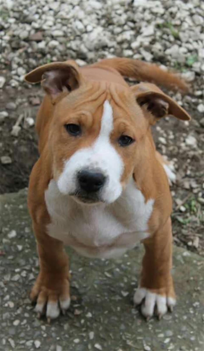 BELLISSIMI CUCCIOLI AMERICAN STAFFORDSHIRE TERRIER