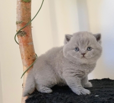 British Shorthair