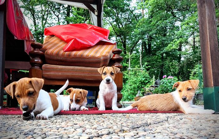 JACK RUSSELL CUCCIOLI