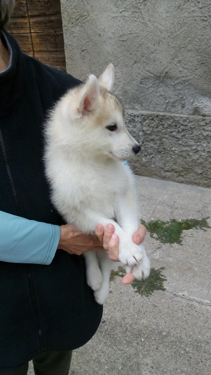 SIBERIAN HUSKY CUCCIOLI