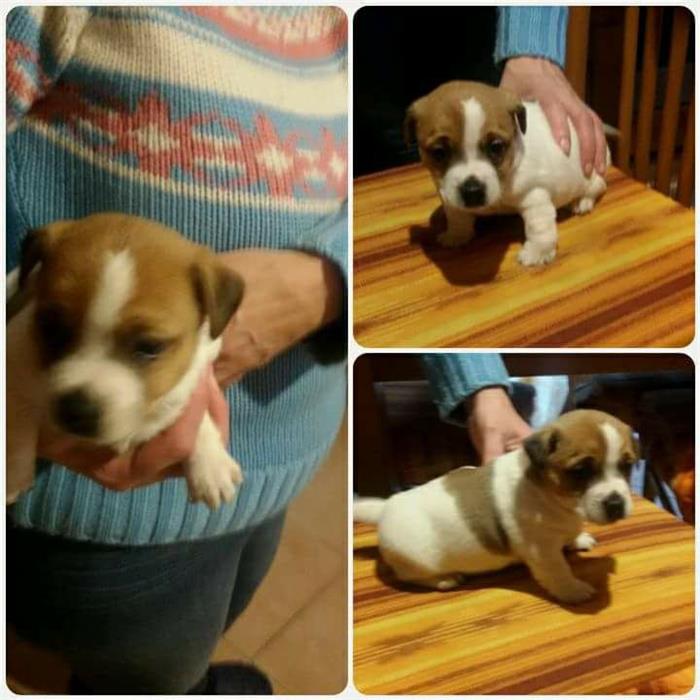 CUCCIOLI DI JACK RUSSEL