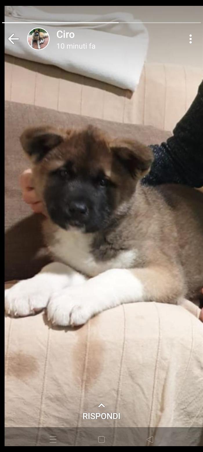 CUCCIOLI AKITA AMERICANO