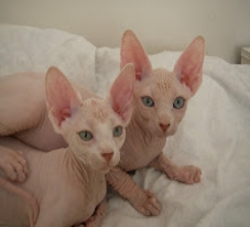 Bellissimi gattini Sphynx.