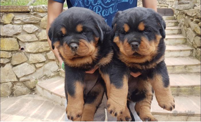 ROTTWEILER CUCCIOLI