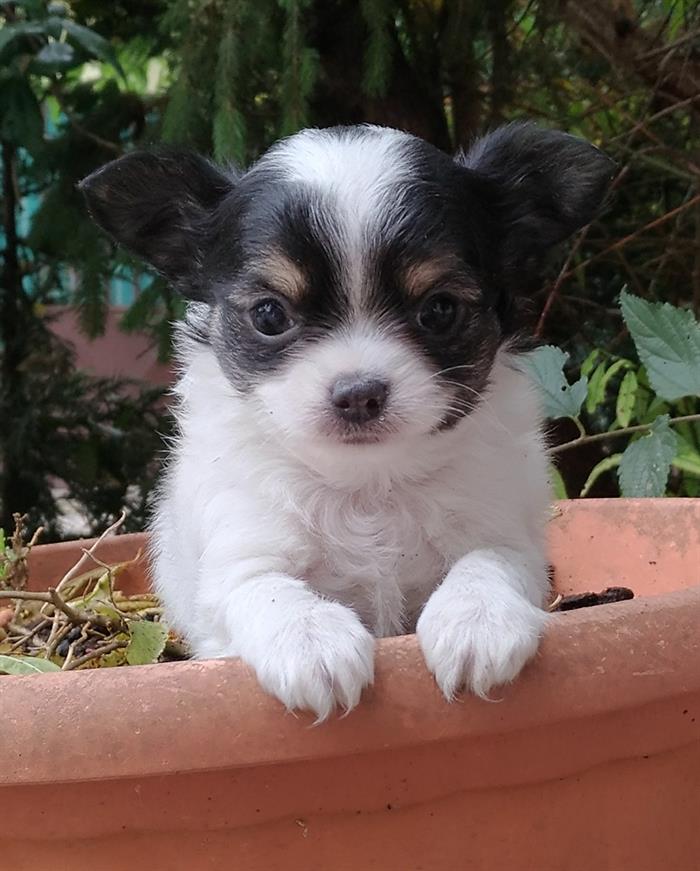 CHIHUAHUA CUCCIOLI