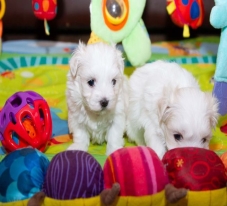 Cuccioli maltesi purissimi