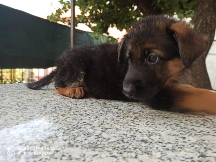 CUCCIOLI PASTORE TEDESCO PELO CORTO