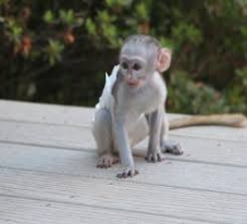 Meravigliosa adorabile scimmia cappuccina in adozione        