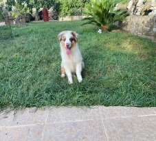 cucciolo pastore australiano red merle