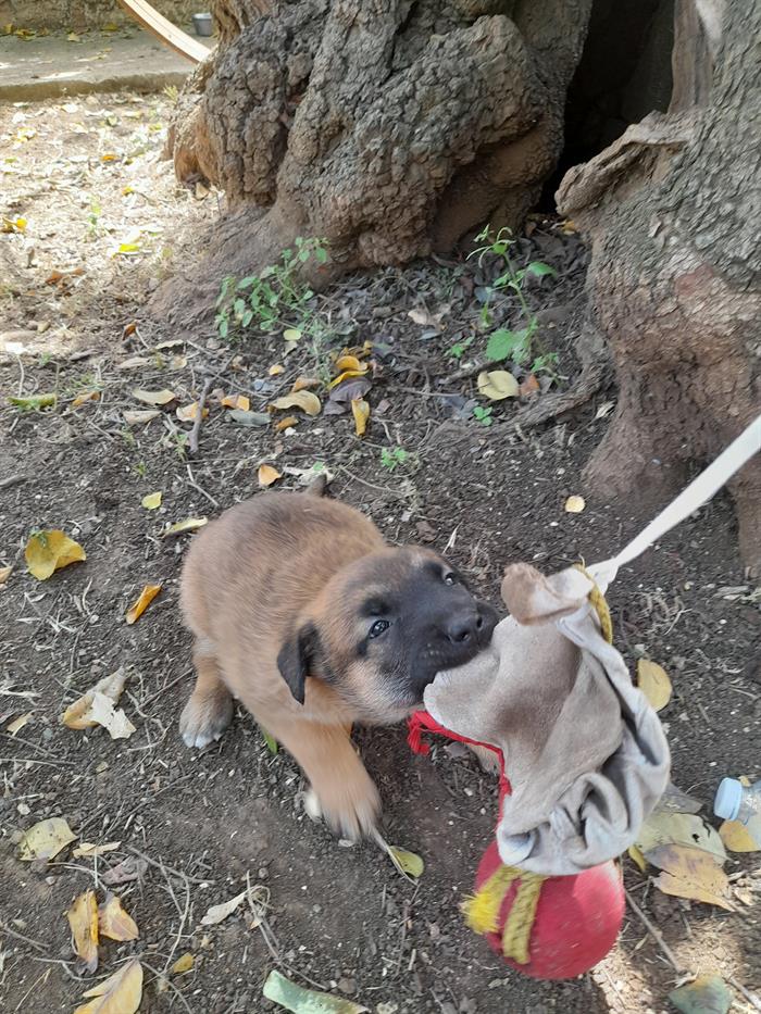 CUCCIOLI DI MALINOIS