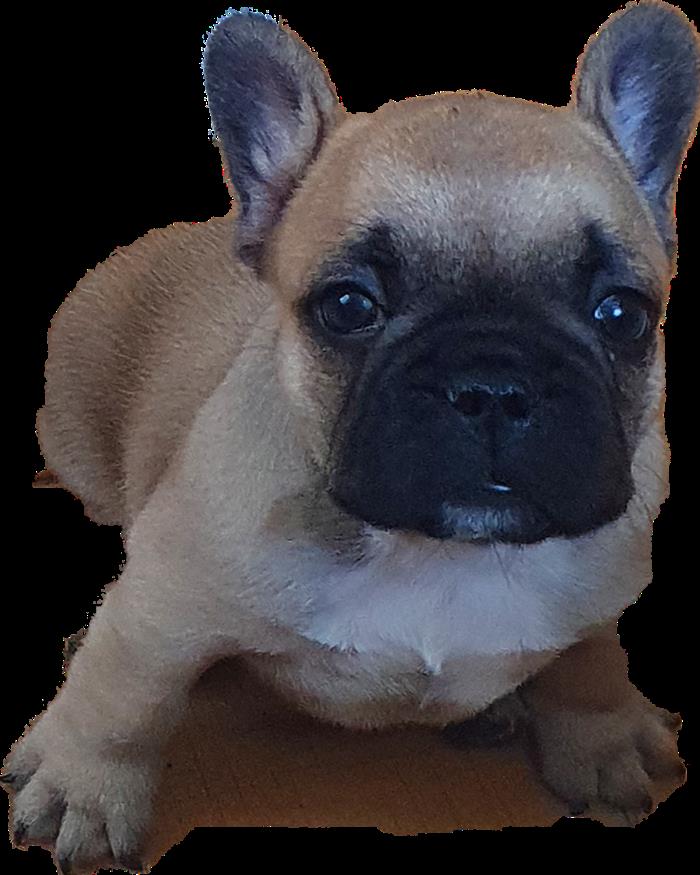 CUCCIOLI DI BOULEDOGUE FRANCESE