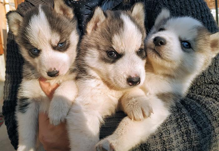 SIBERIAN HUSKY CUCCIOLI