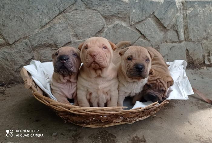 SHAR-PEI CUCCIOLI