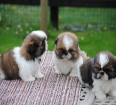 Cuccioli shih tzu vaccinati per nuove case