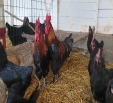 Galline, galli, Pulcinotti Marans blu ramate