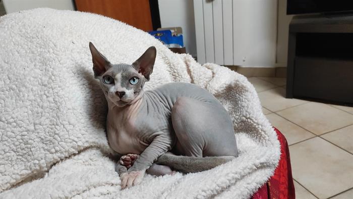 CUCCIOLA DI CANADIAN SPHYNX