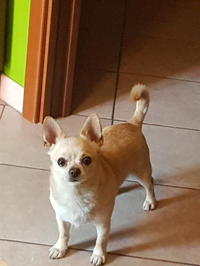 CHIHUAHUA