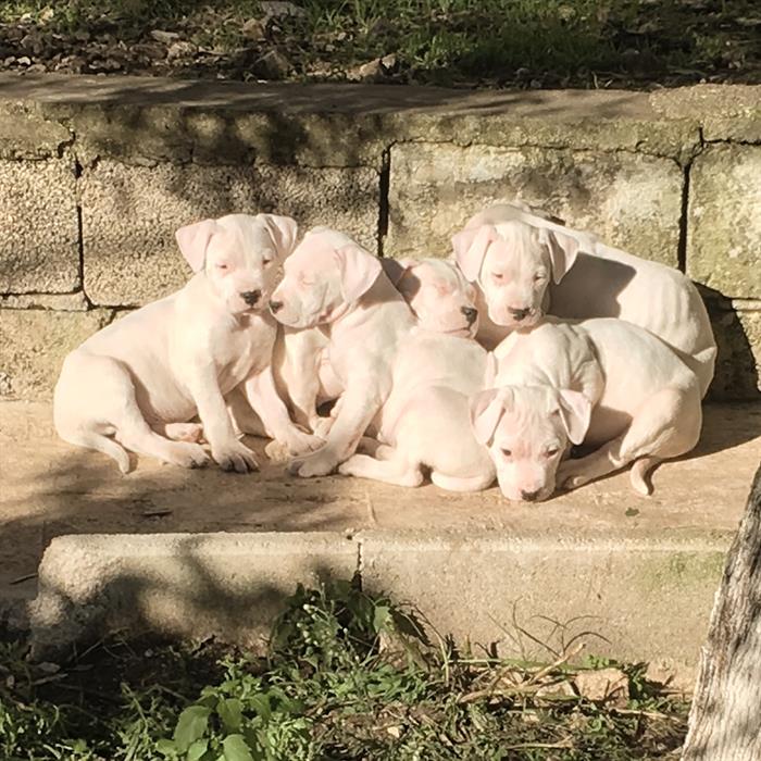 CUCCIOLI DOGO ARGENTINO