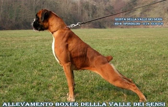 CUCCIOLI E CUCCIOLONI BOXER