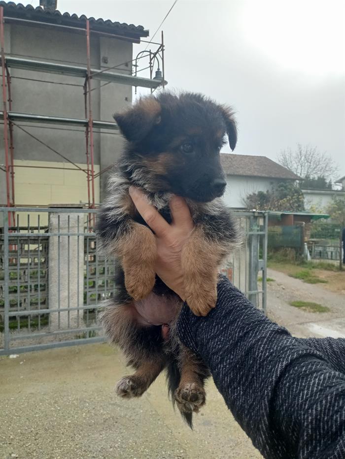 CUCCIOLI PASTORE TEDESCO FEMMINE MASCHI