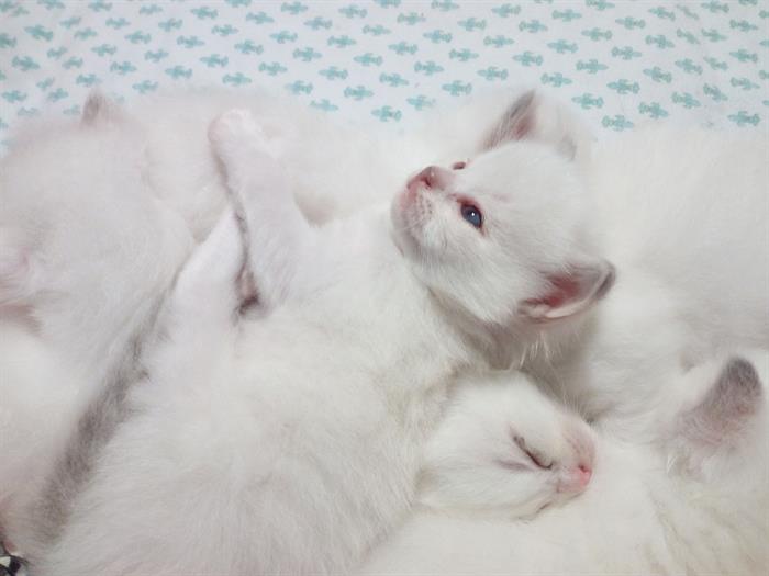 CUCCIOLI RAGDOLL LILAC