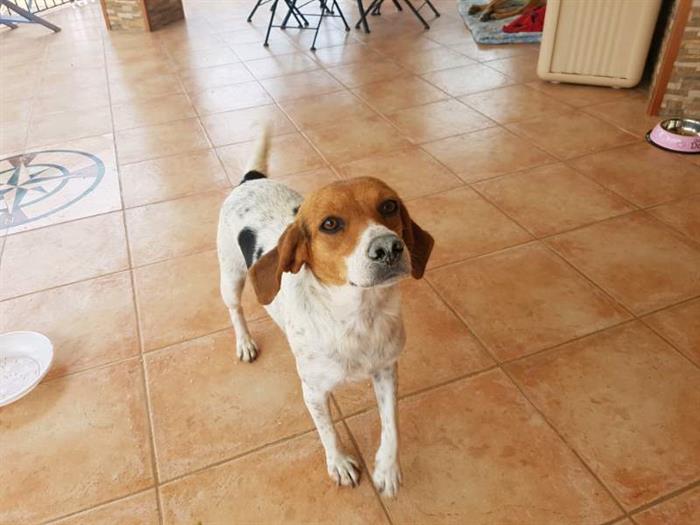 CAGNETTA INCROCIO BEAGLE