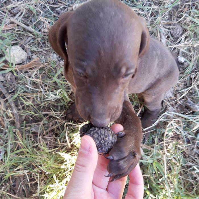 CUCCIOLI DI BRACCO DA TARTUFO