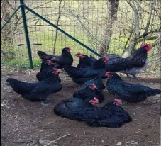 Australorp