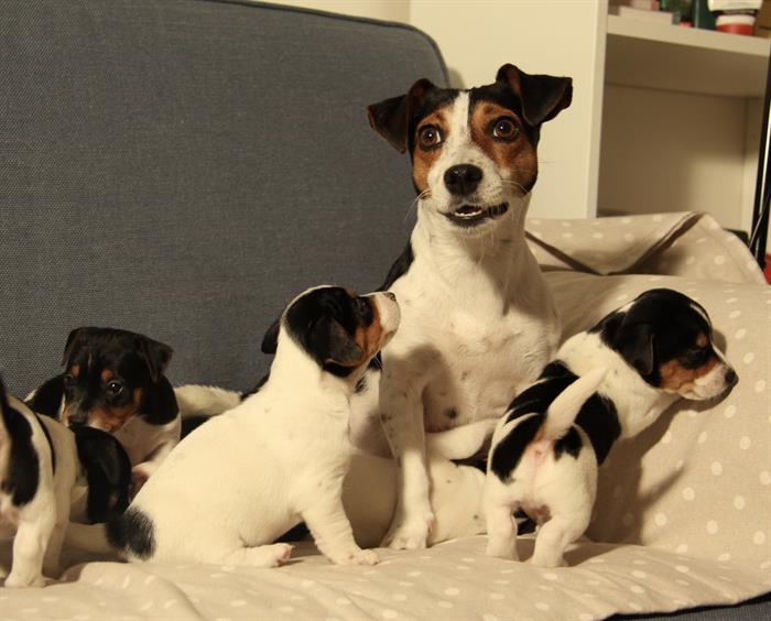 CUCCIOLI JACK RUSSEL TERIER