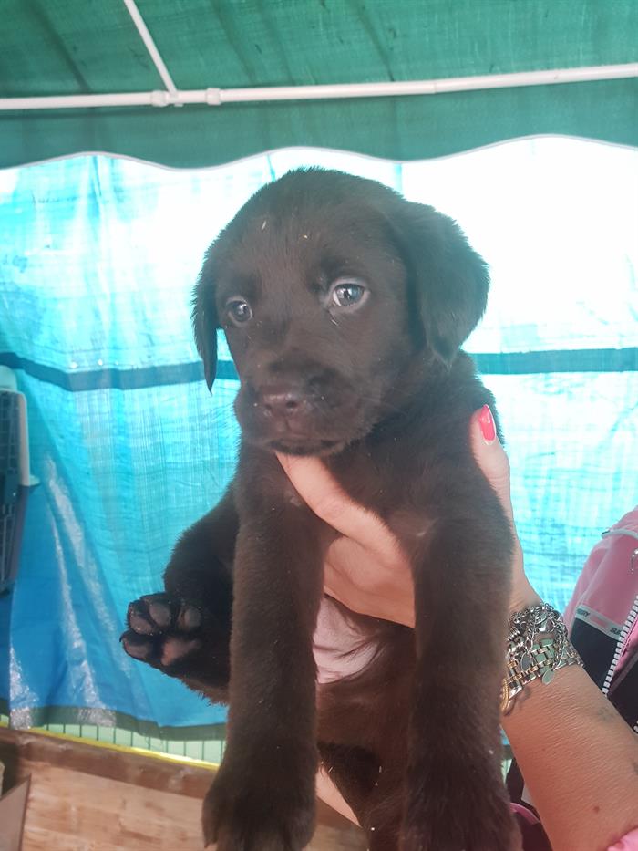 LABRADOR CHOCOLATE