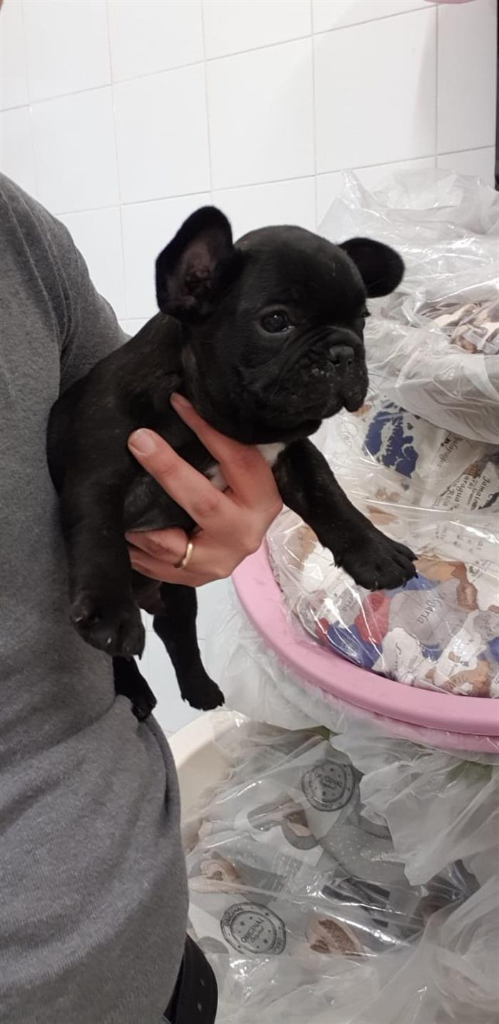 BULLDOG FRANCESE NERO MASCHIO