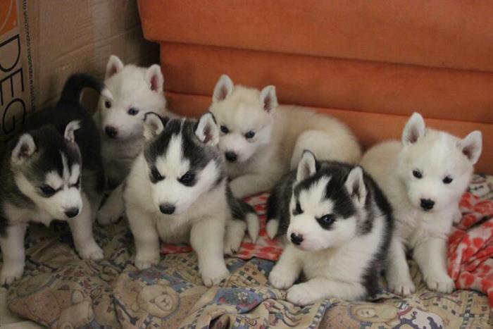 CUCCIOLI DI SYBERIAN HUSKY