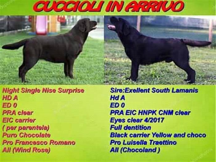 CUCCIOLI DI LABRADOR