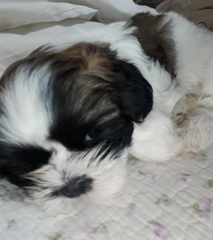 SHIH-TZU CUCCIOLI FEMMINE