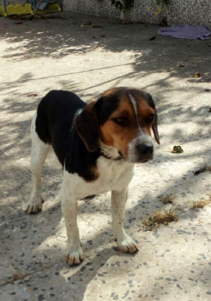 CANE MASCHIO BEAGLE