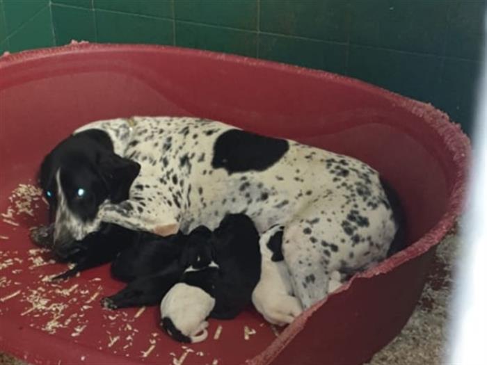 CUCCIOLI DI BRACCO BLU D'ALVERNIA