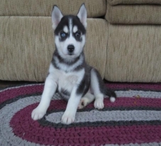 Akc ha registrato cuccioli di Siberian Husky WhatsApp::+447418365732