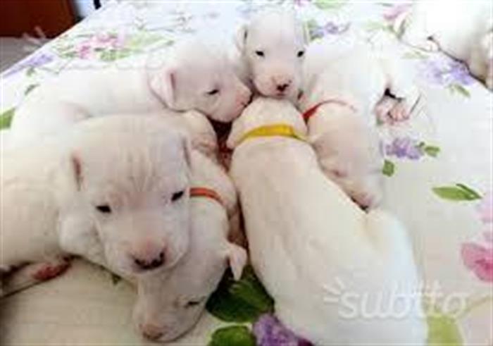 DOGO ARGENTINO