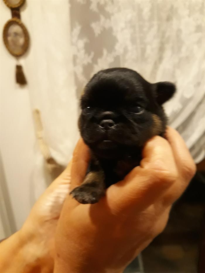 CUCCIOLI BRABANTINO