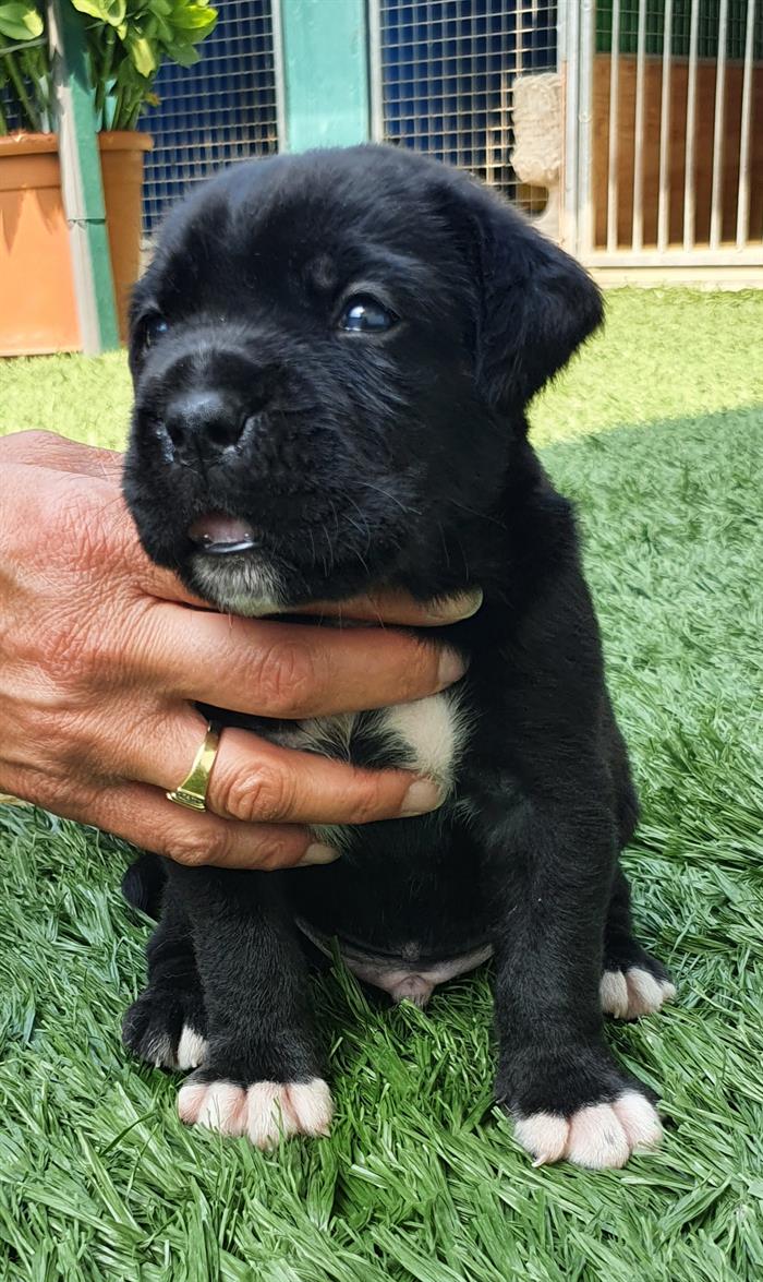 CUCCIOLI CANE CORSO