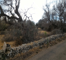 GALLIPOLI: Terreno mq 6260 con 38 ulivi secolari, fronte strada su due lati, distante 5 km dal mare in loc. Chiesanuova di Sannicola