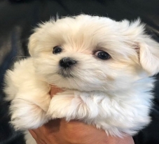 Cucciolo maltese toy