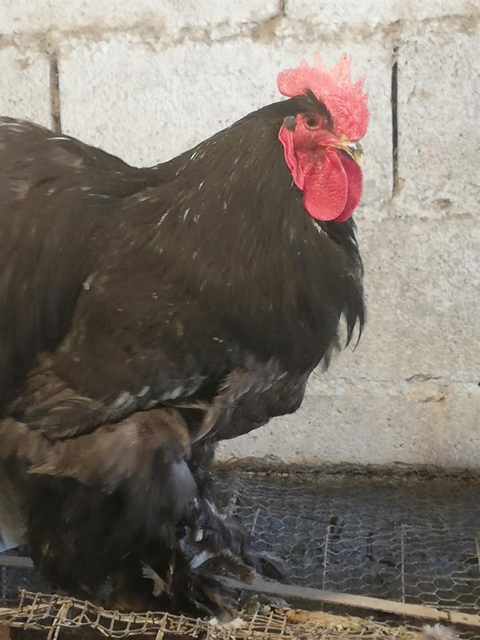 UOVA DI GALLINE ORNAMENTALI