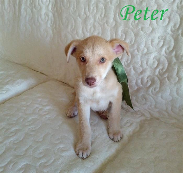 PETER CUCCIOLO DI CANE MASCHIO