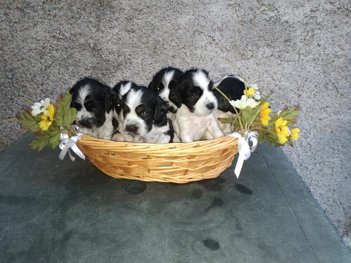 CUCCIOLI COCKER SPANIEL INGLESE