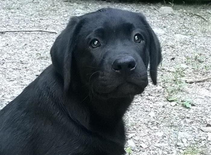 LABRADOR CUCCIOLI