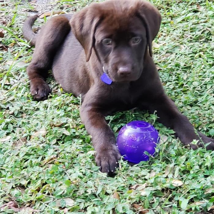 CUCCIOLI CANE CORSO