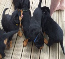 Bellissimi cuccioli di Rottweiler