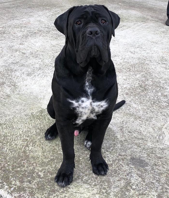 BELLISSIMI CUCCIOLI DI CANE CORSO ITALIANO